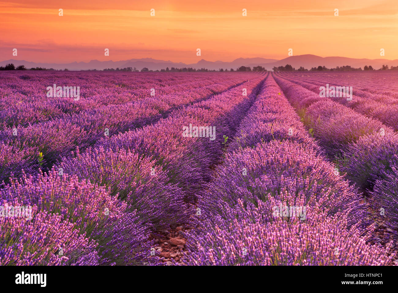 Valensole plateau, lavender field hi-res stock photography and images - Alamy