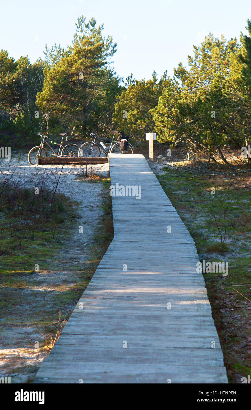 road, forest, travel, tree, woods, trail, bridge, path, footpath ...