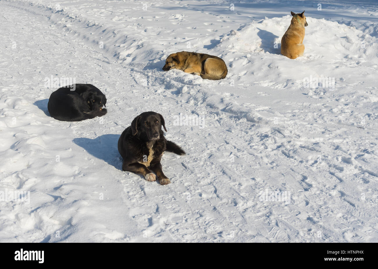 Gang of stray dogs lying on a snow at winter street Stock Photo - Alamy