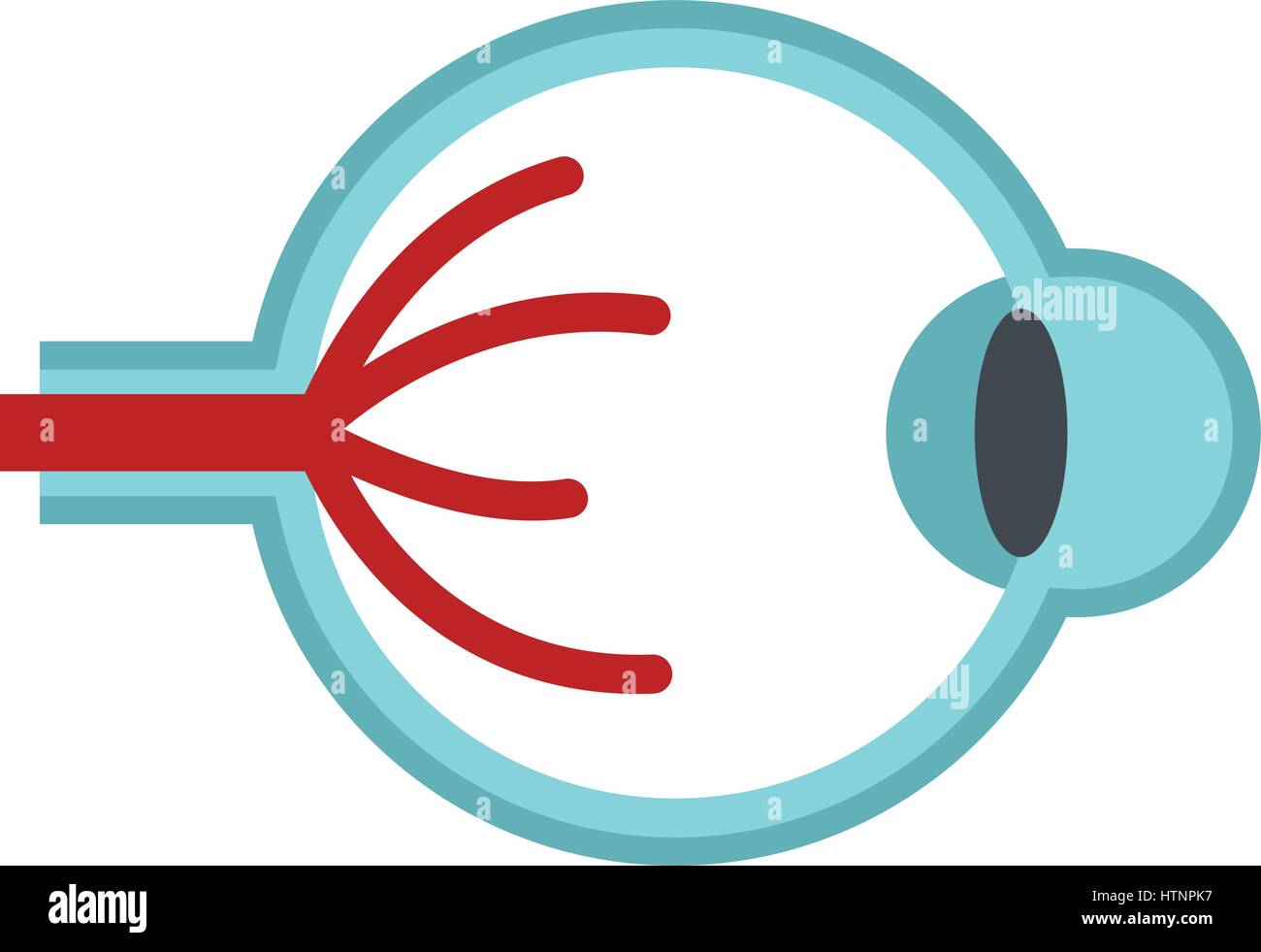 Eye anatomy icon, flat style Stock Vector Image & Art - Alamy