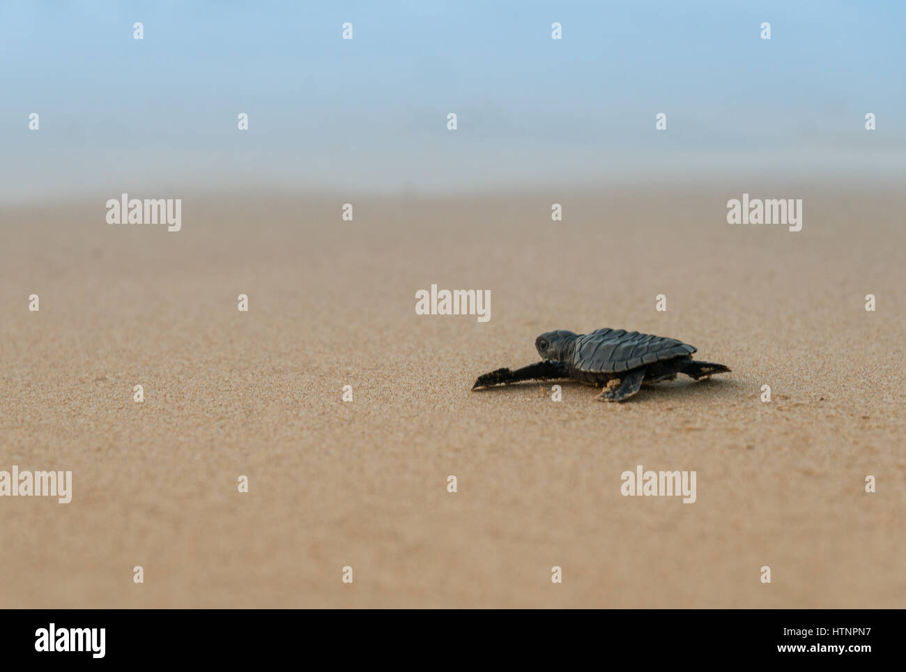 Little turtle on sand Stock Photo - Alamy