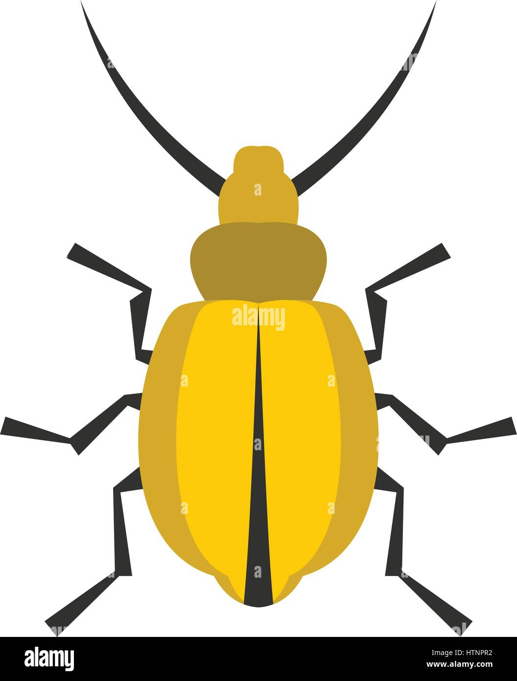 Black and yellow striped beetle Stock Vector Images - Alamy