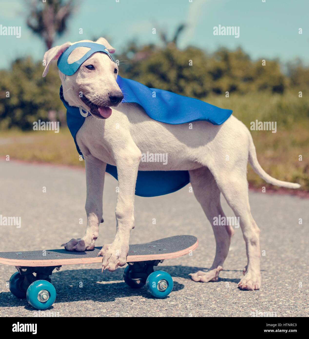 Dog Friend Cute Canine Smiling Stock Photo - Alamy