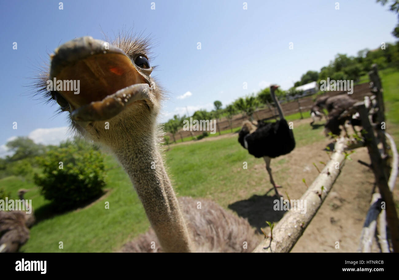 Ostriches in a bio farm for birds Stock Photo - Alamy
