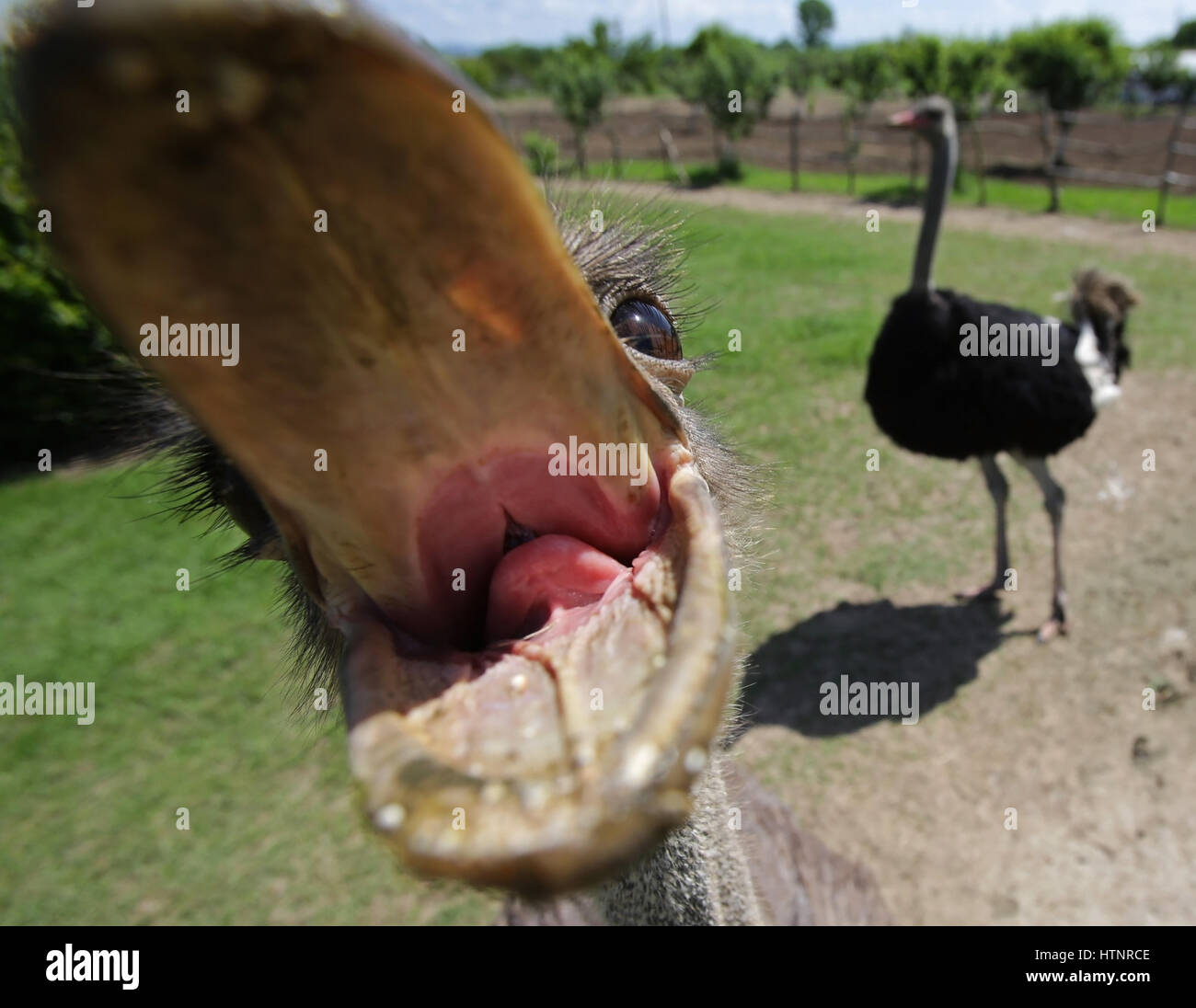 Ostriches in a bio farm for birds Stock Photo - Alamy