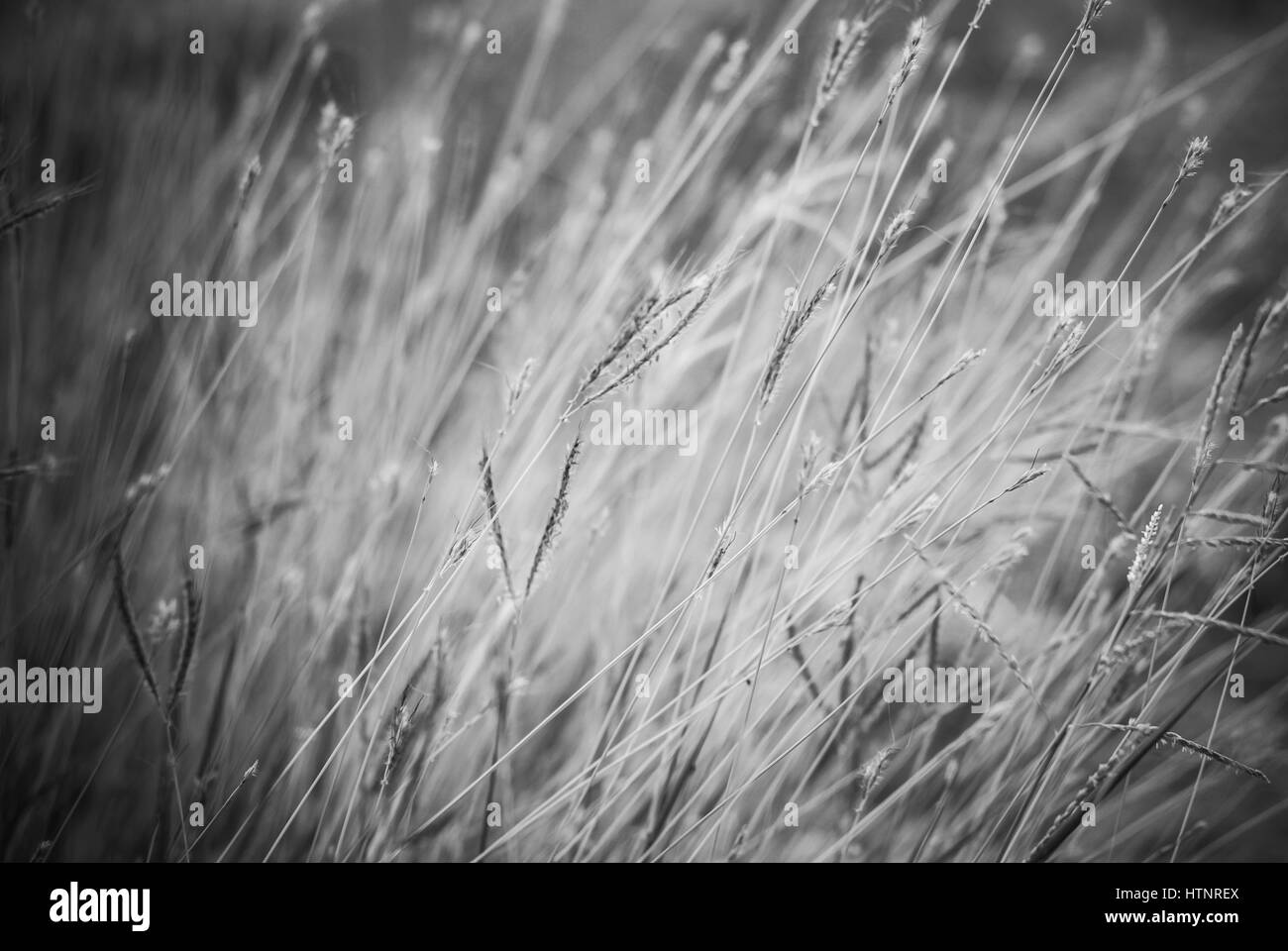 Country garden farm Black and White Stock Photos & Images - Alamy