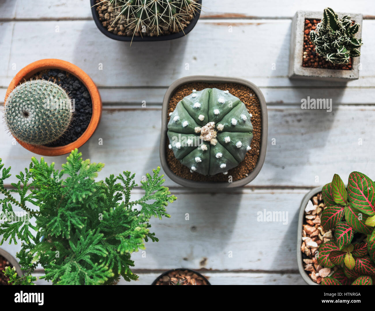 Plant Cactus Houseplant Nature Concept Stock Photo - Alamy