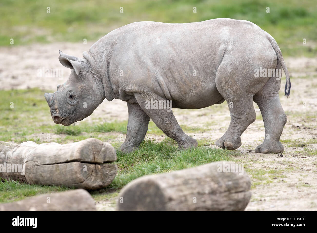 Howletts park zoo hi-res stock photography and images - Alamy