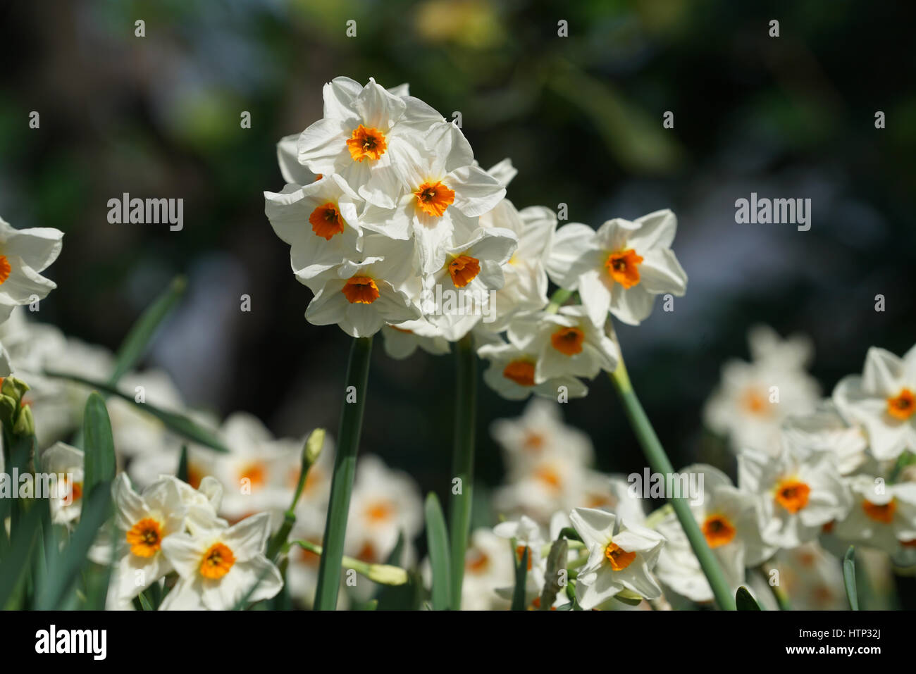 London, 13th March 2017, UK Weather: Spring sunshine blossom flowers at ...