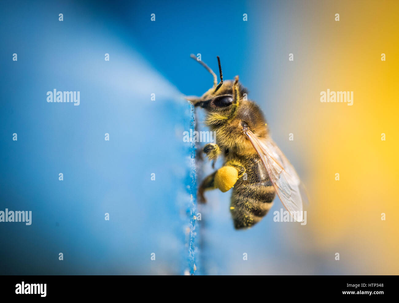 Bee carrying pollen hi-res stock photography and images - Alamy