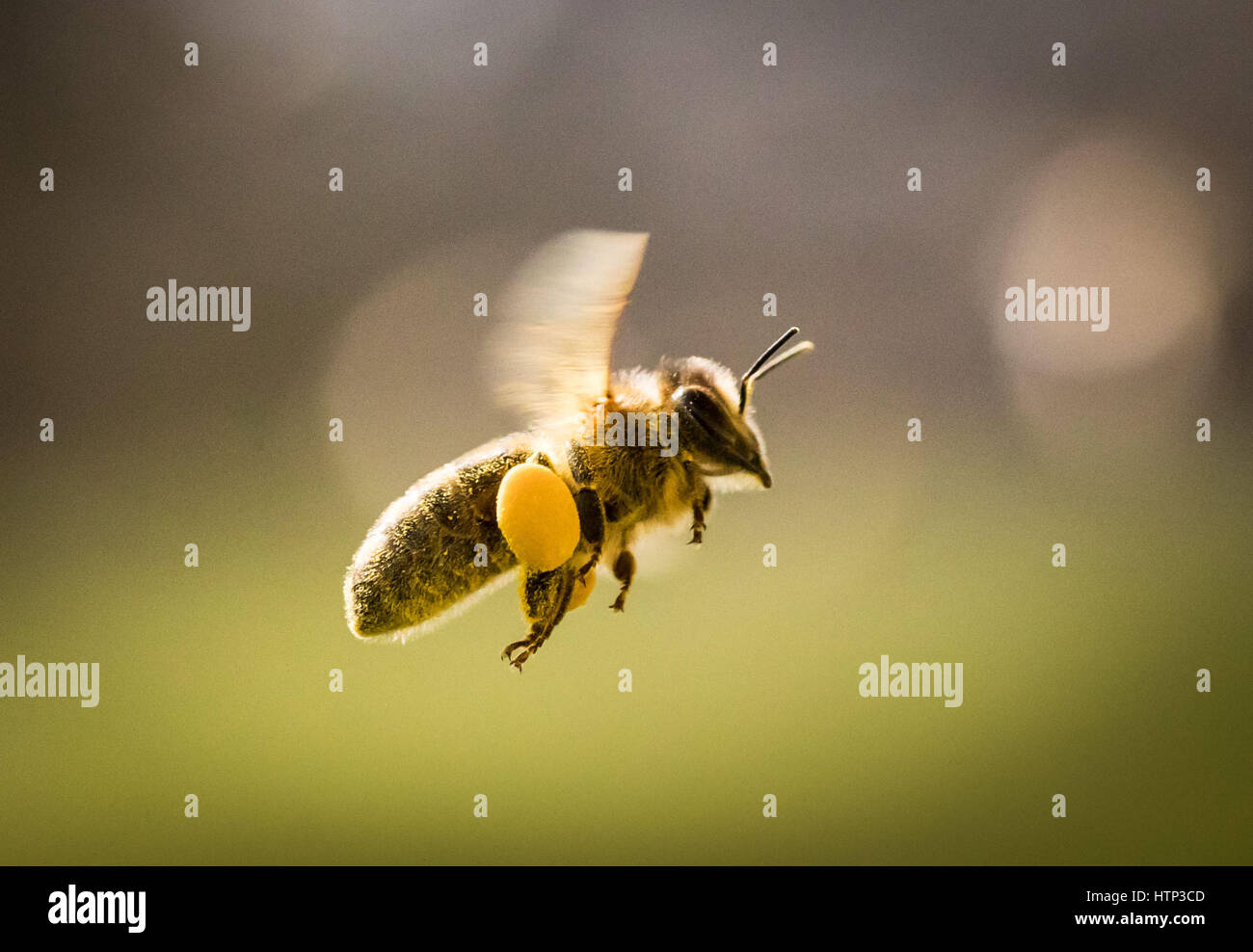 Bee carrying pollen hi-res stock photography and images - Alamy