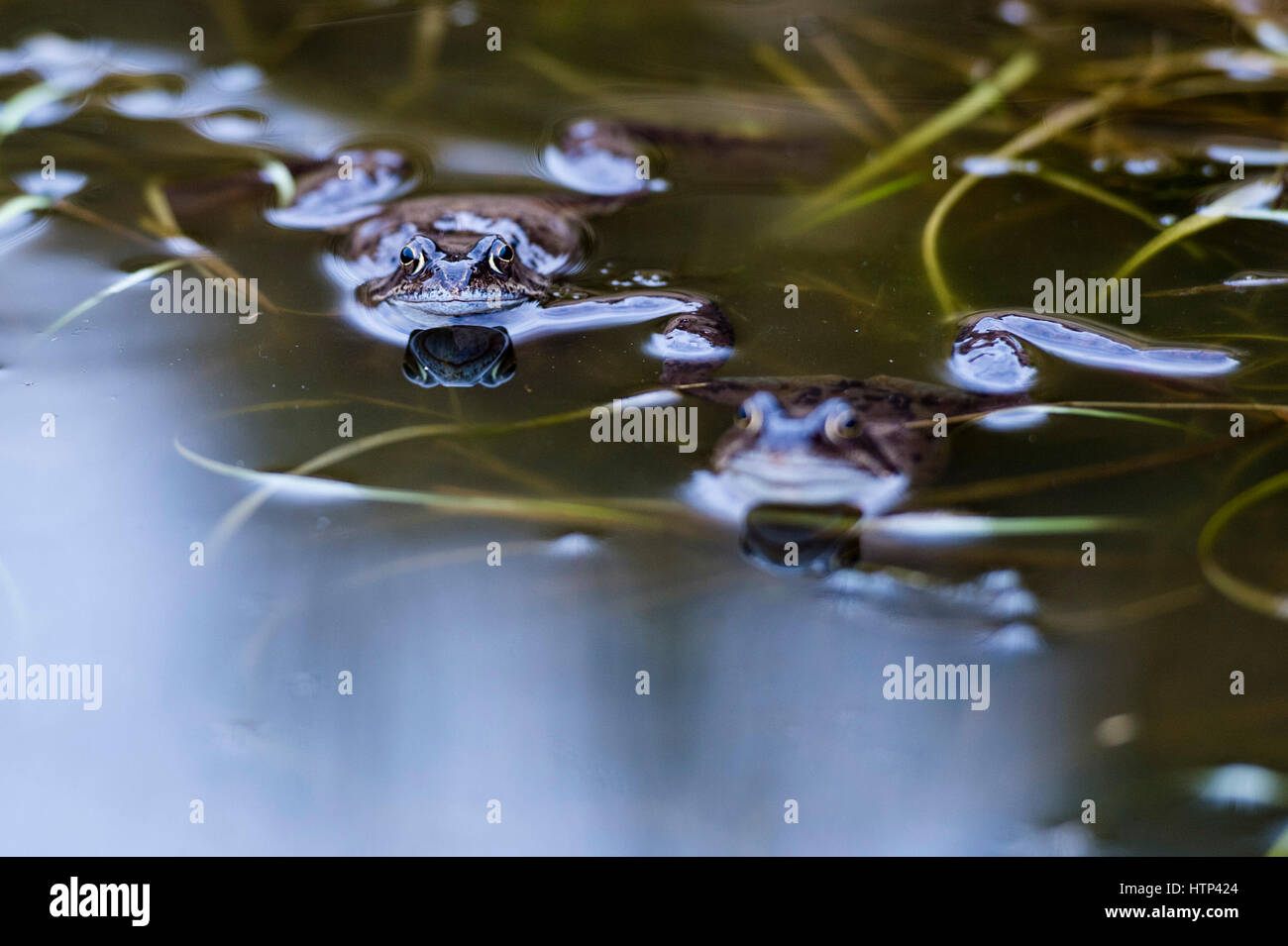 Mating frogs british isles hi-res stock photography and images - Alamy