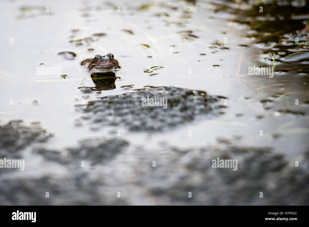 A common frog sits amongst fresh frog spawn in a pond near Inverness in ...