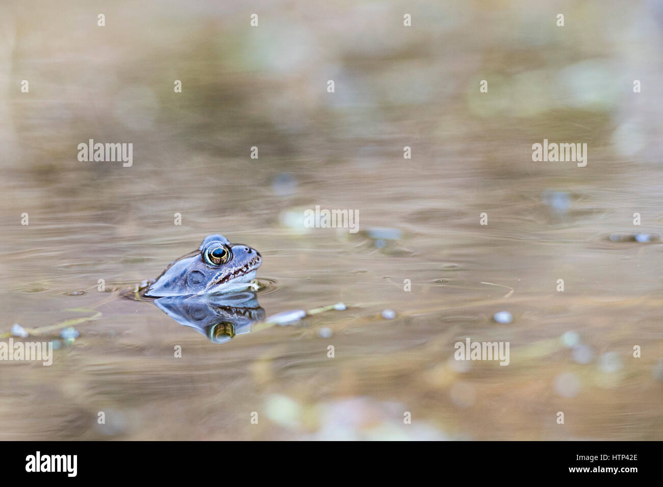 Mating frogs british isles hi-res stock photography and images - Alamy