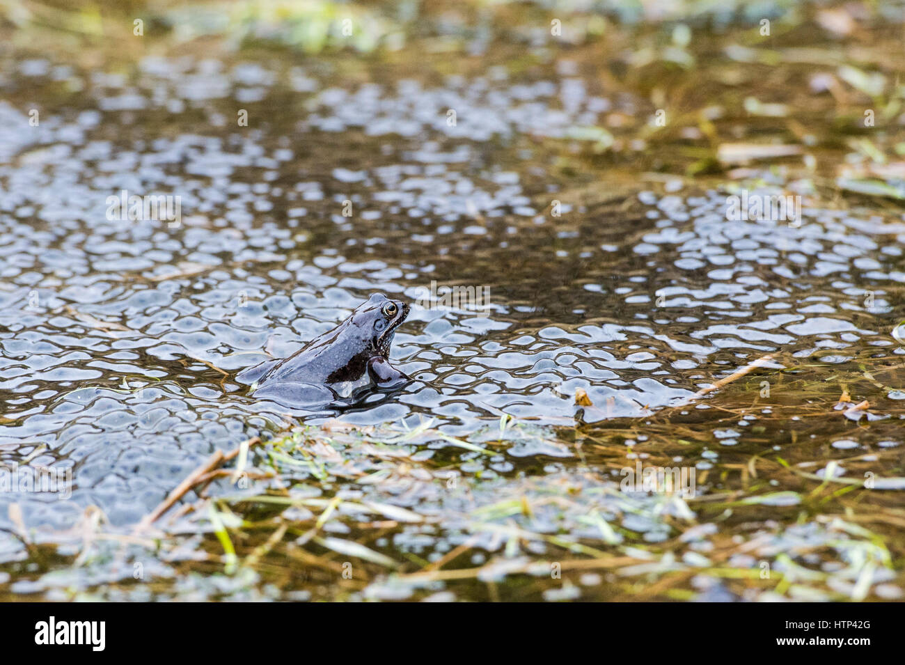 Toad Spawn Uk High Resolution Stock Photography and Images - Alamy