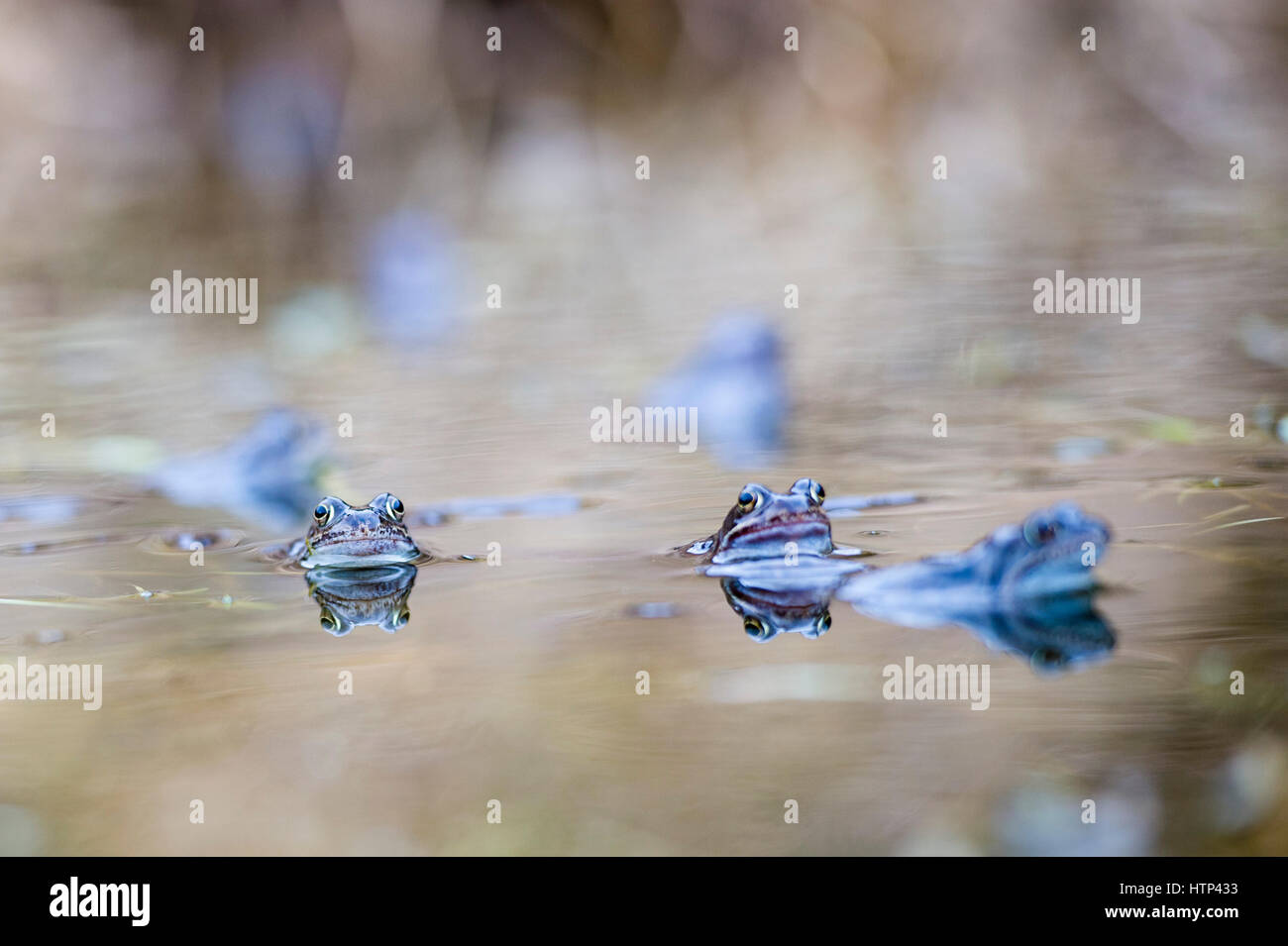 Common frogs mating hi-res stock photography and images - Alamy