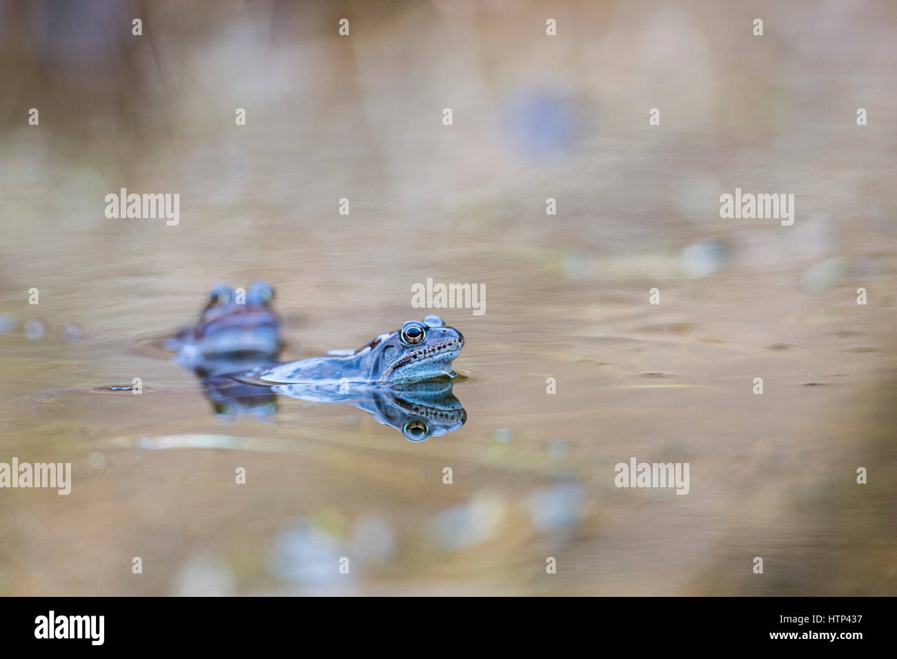 Scottish frogs hi-res stock photography and images - Alamy