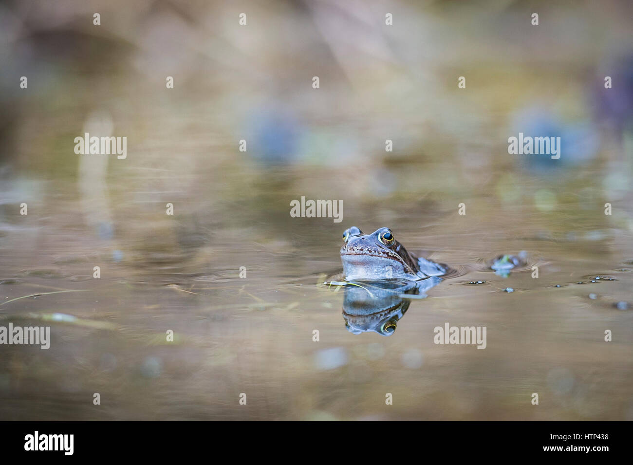 Mating frogs british isles hi-res stock photography and images - Alamy