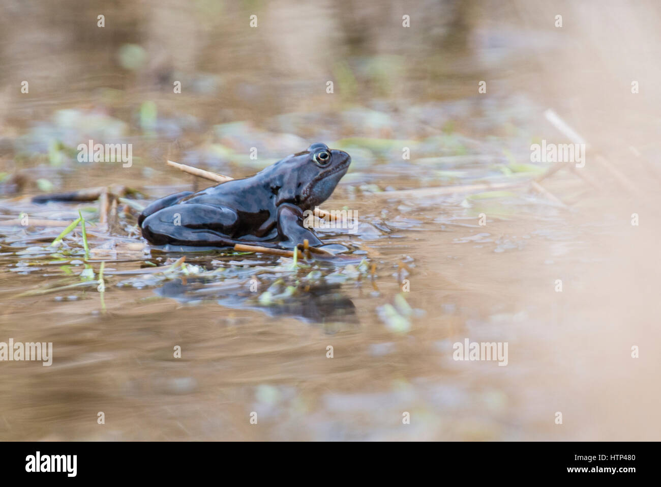 Mating frogs british isles hi-res stock photography and images - Alamy