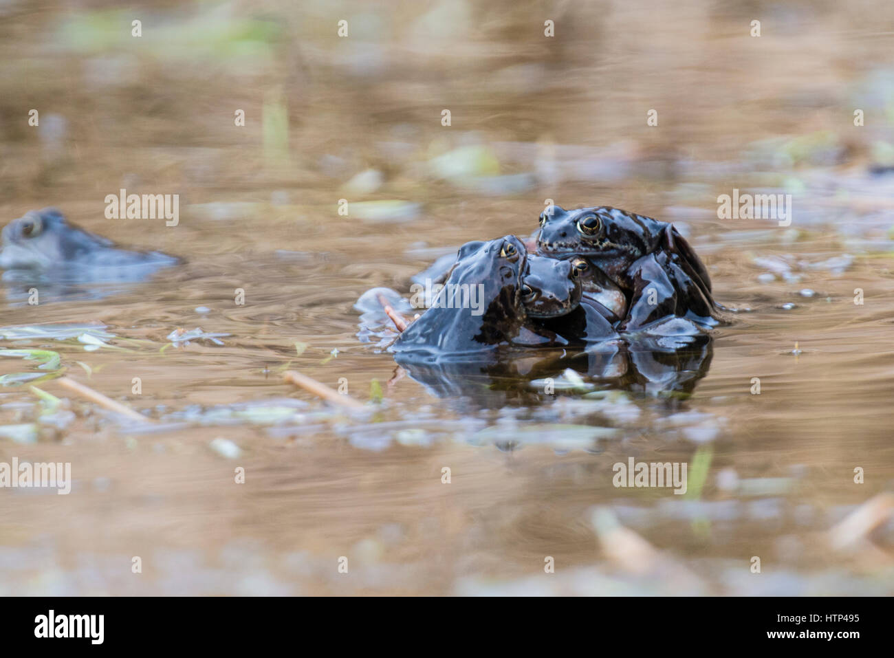 A knot of common frogs mating on a spring day in Scotland. In order to ...