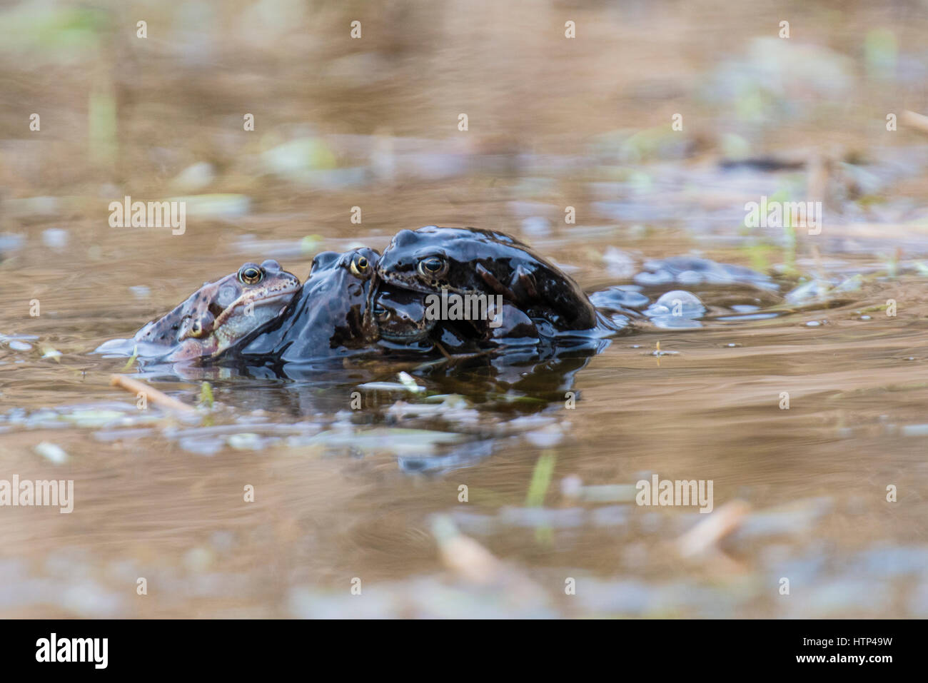 Knot of frogs hi-res stock photography and images - Alamy