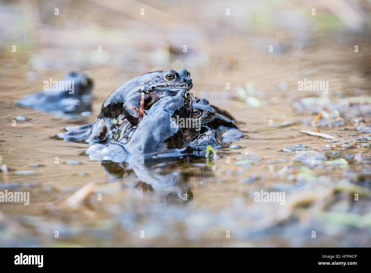 A knot of common frogs mating on a spring day in Scotland. In order to ...