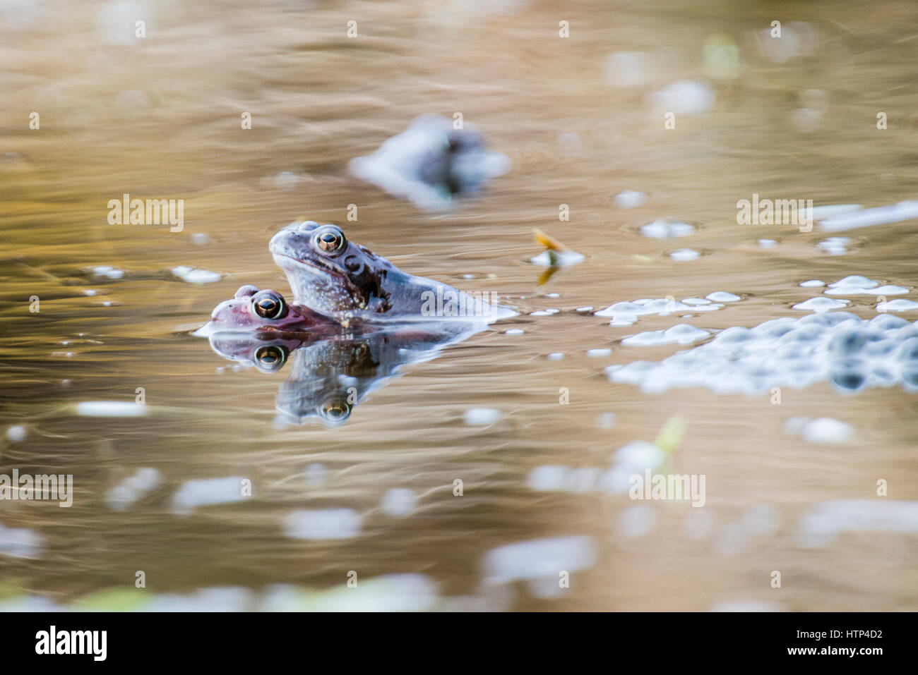 A knot of common frogs mating on a spring day in Scotland. In order to ...