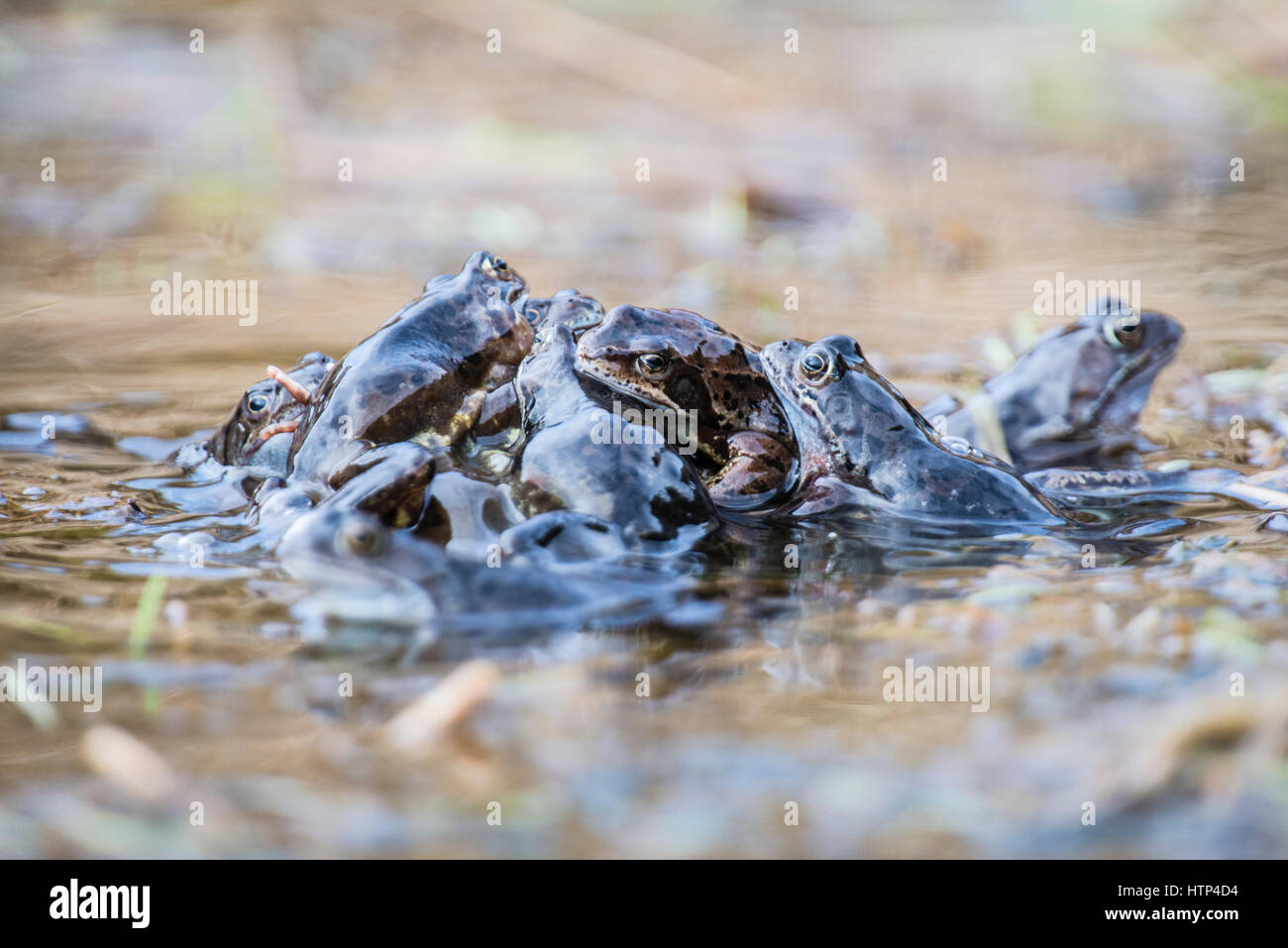A knot of common frogs mating on a spring day in Scotland. In order to ...