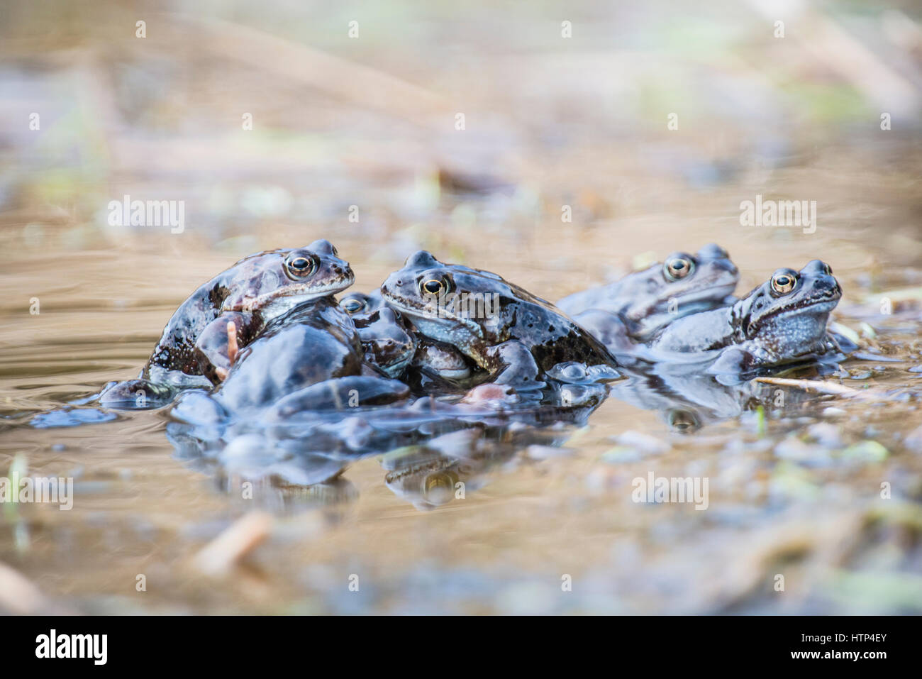A knot of common frogs mating on a spring day in Scotland. In order to ...