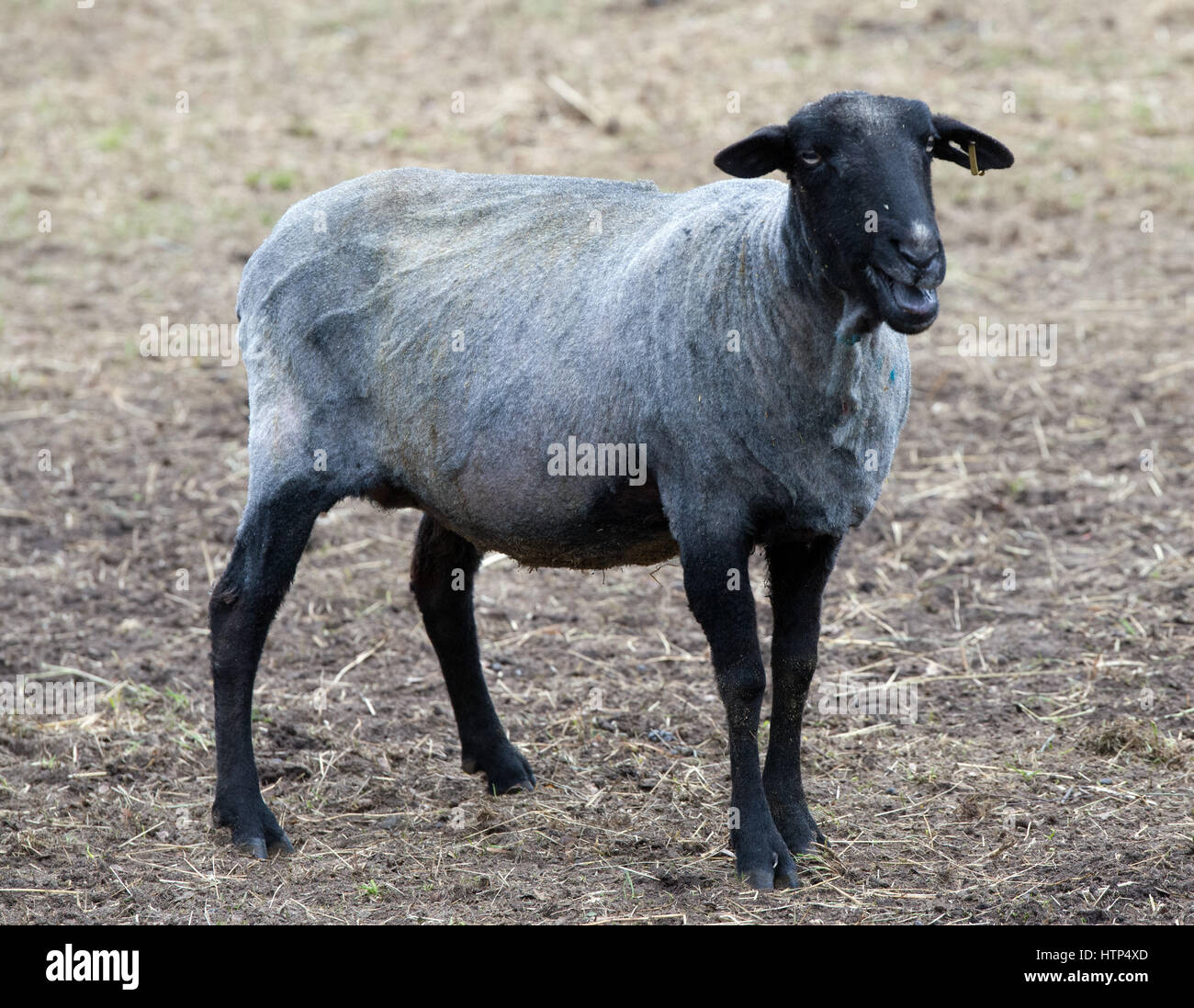Rough wool pomeranian country sheep hi-res stock photography and images ...