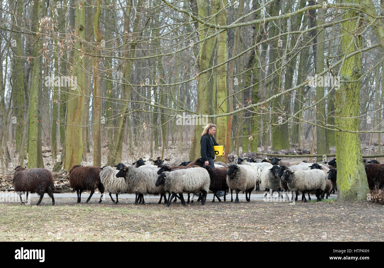 Lichtenberg, Berlin, Germany. 14th Mar, 2017. Shepherd Matthias Breutel ...