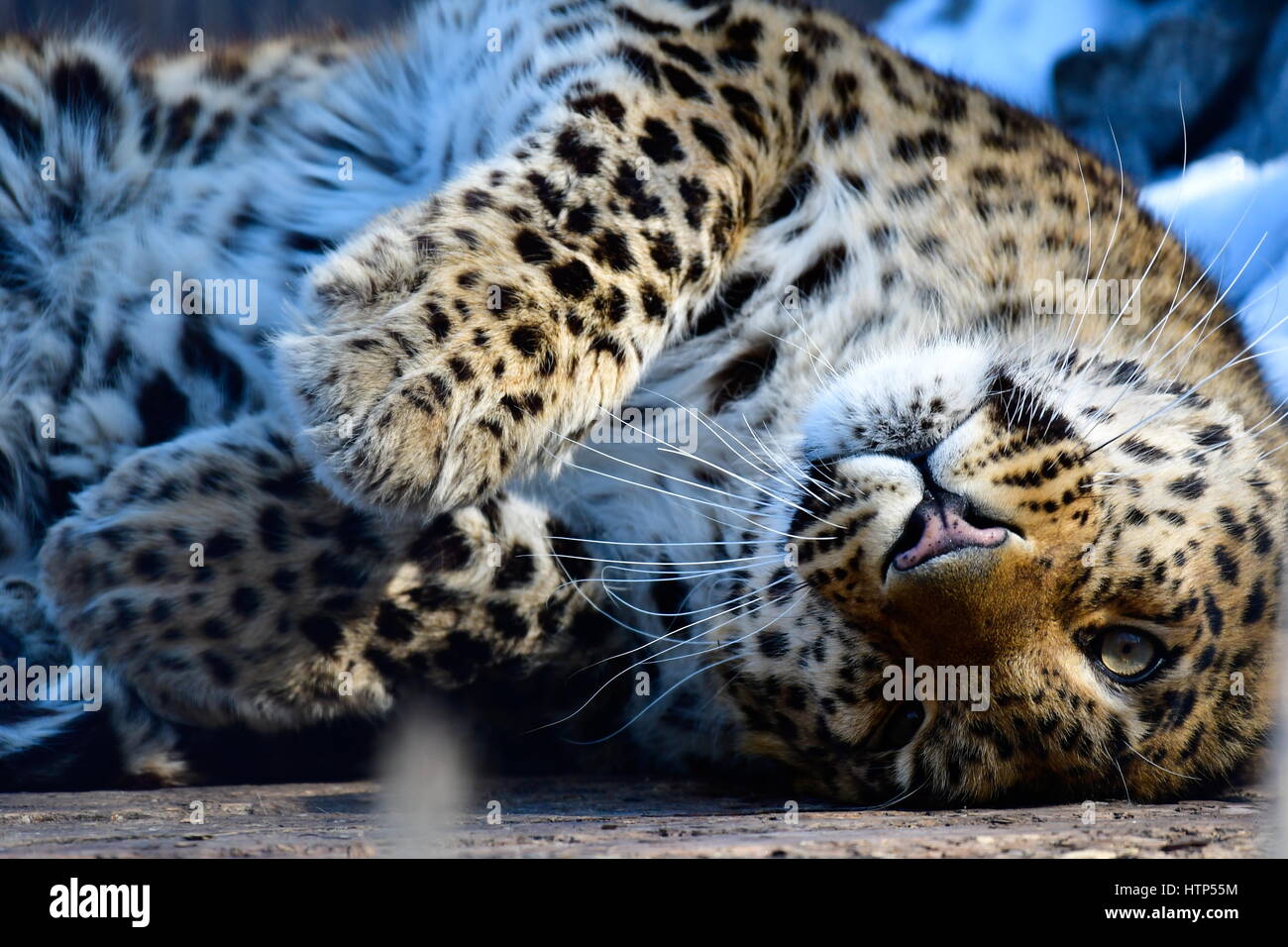 Russian Leopard High Resolution Stock Photography and Images - Alamy