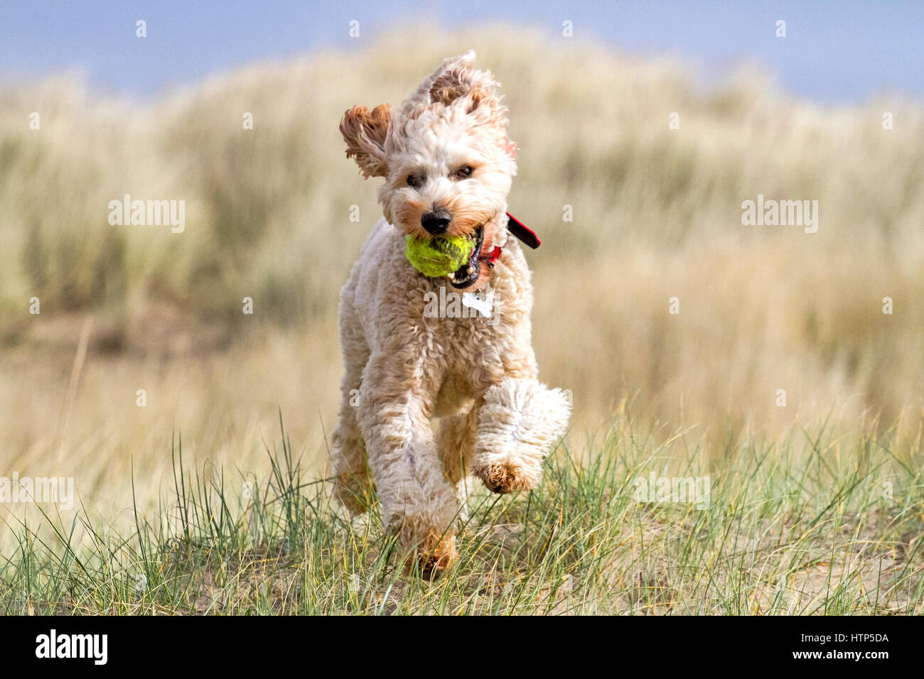 Tennis personalities sport hi-res stock photography and images - Alamy