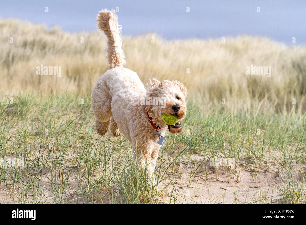 Dogs day out, Ainsdale, Merseyside. 14th March 2017. One year Cockapoo ...