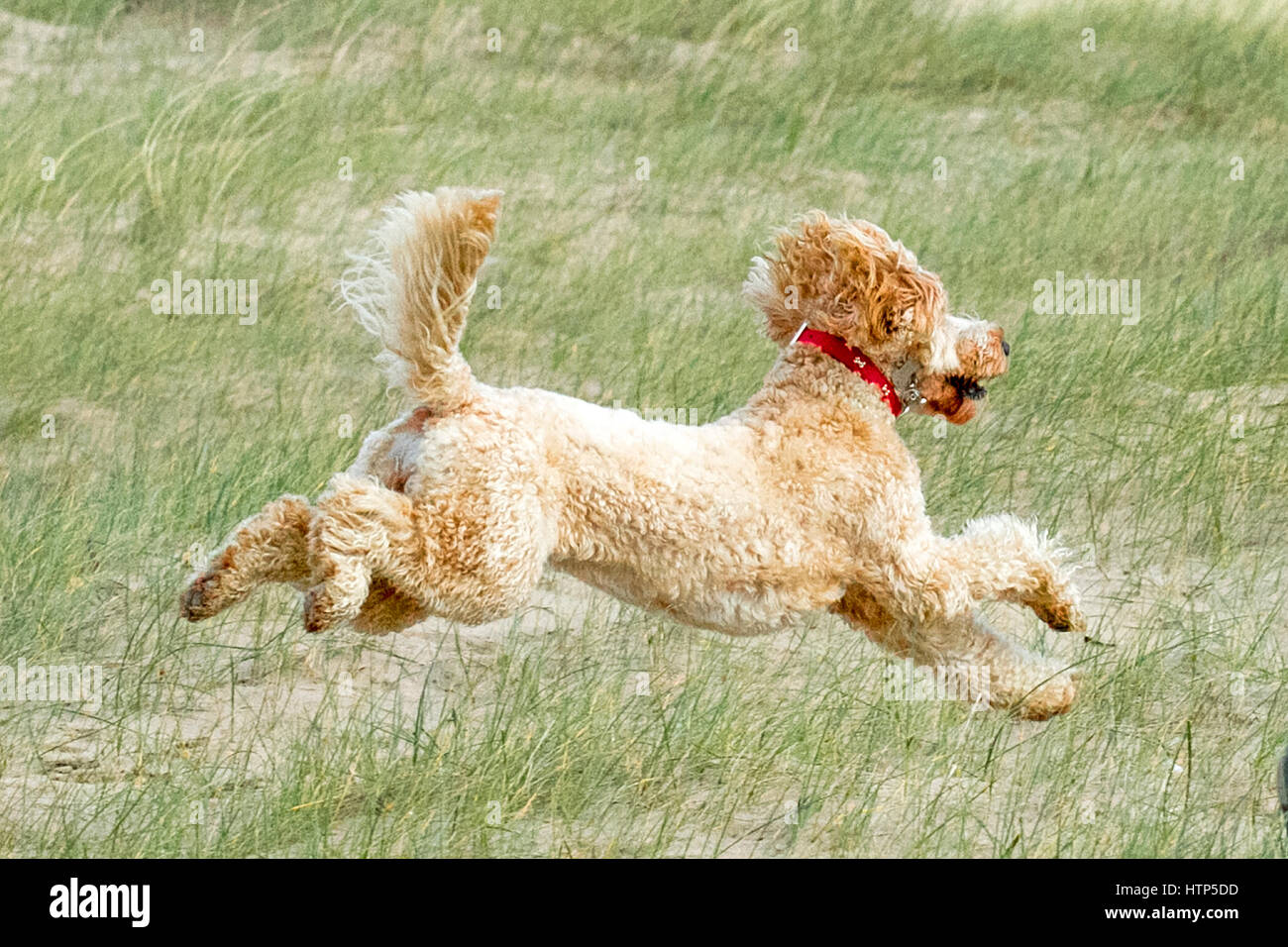 Tennis personalities sport hi-res stock photography and images - Alamy