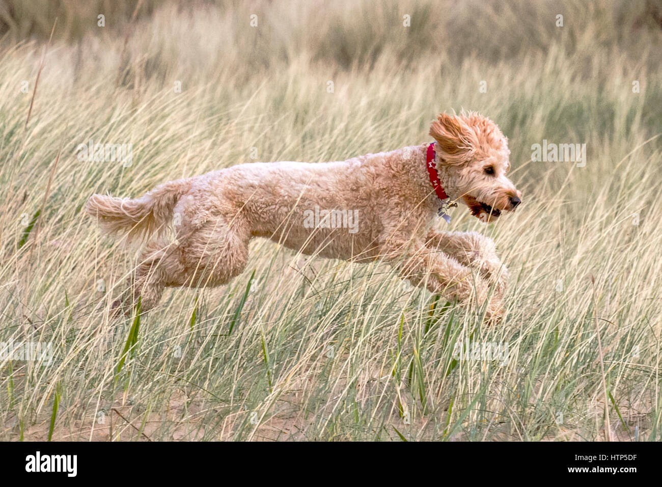 How Do Cockapoo Hunt