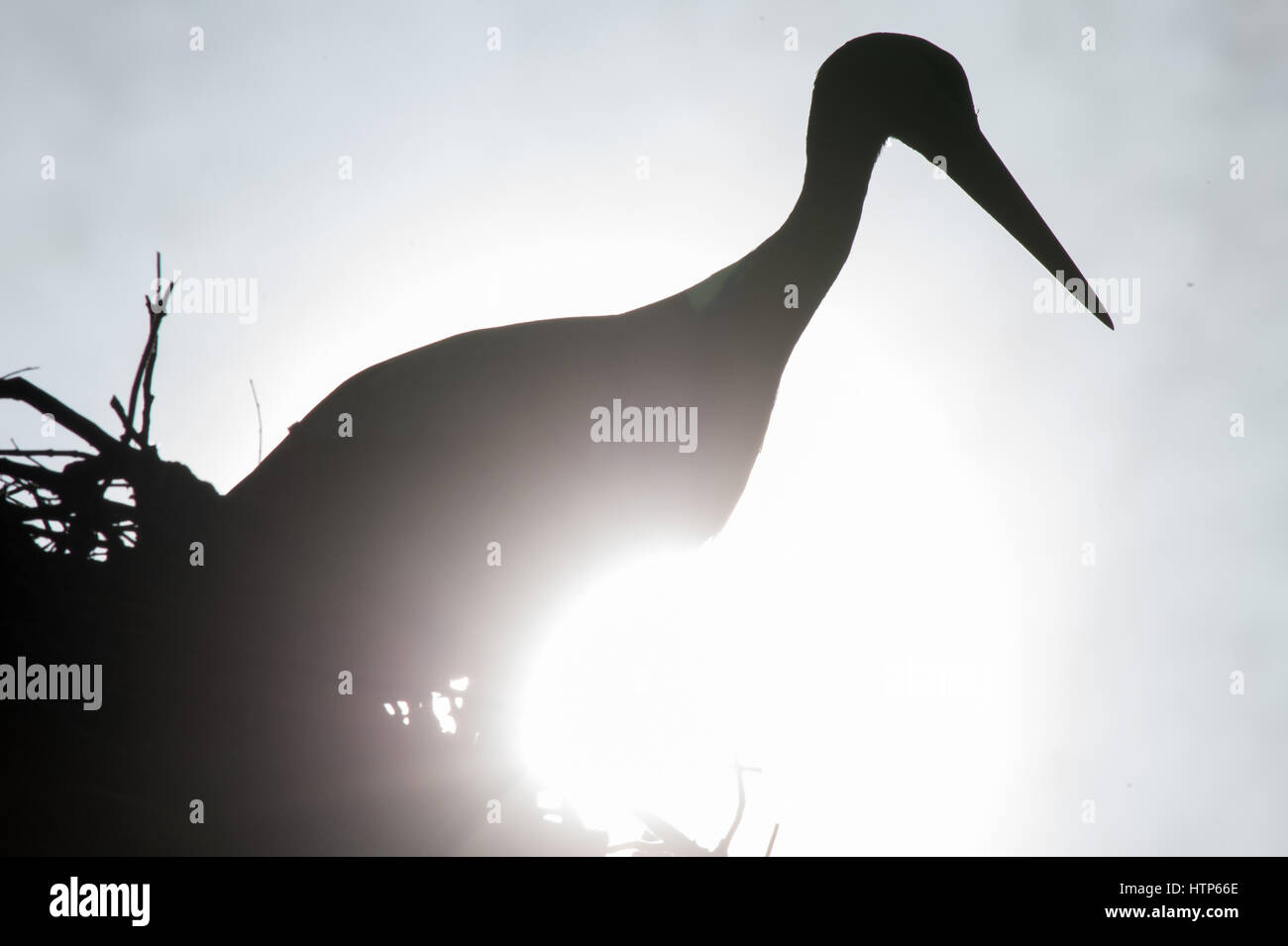 Loburg, Germany. 14th Mar, 2017. A white stork sits in his nest in ...