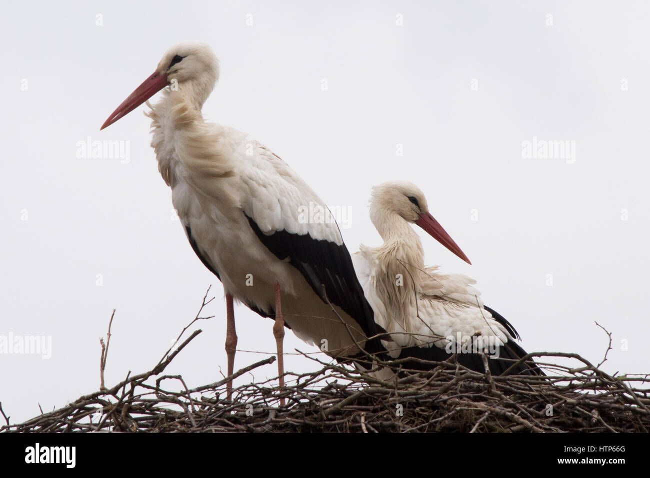 Loburg, Germany. 14th Mar, 2017. A pair of white storks sit in their ...