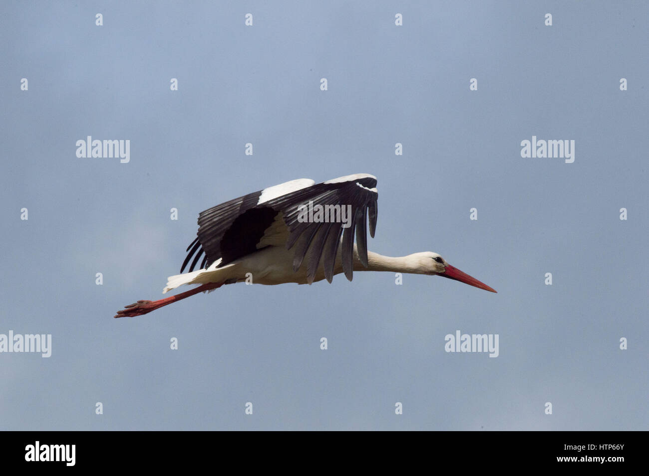 A white stork flies over Loburg, Germany, 14 March 2017. The return of ...