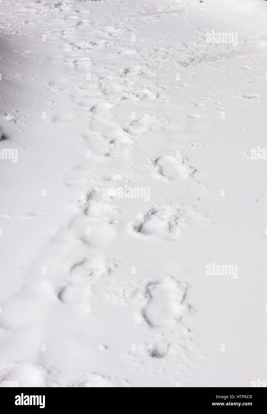 New York, USA. 14th Mar, 2017. Partially covered footprints in the snow ...
