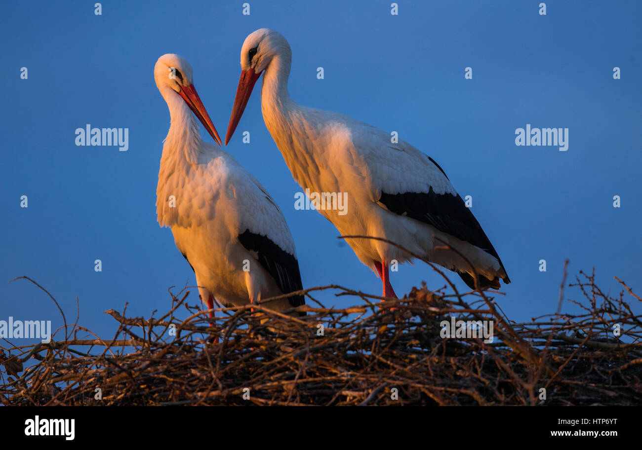 Boizenburg, Germany. 13th Mar, 2017. A pair of storks can be seen ...