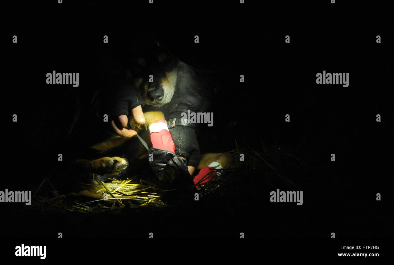 White Mountain, AK, USA. 14th Mar, 2017. Iditarod musher Mitch Seavey ...