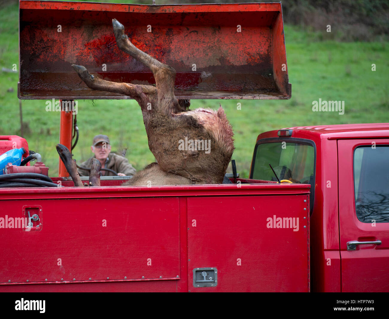 Elkton, Oregon, USA. 14th Mar, 2017. A hunter transports a dead ...