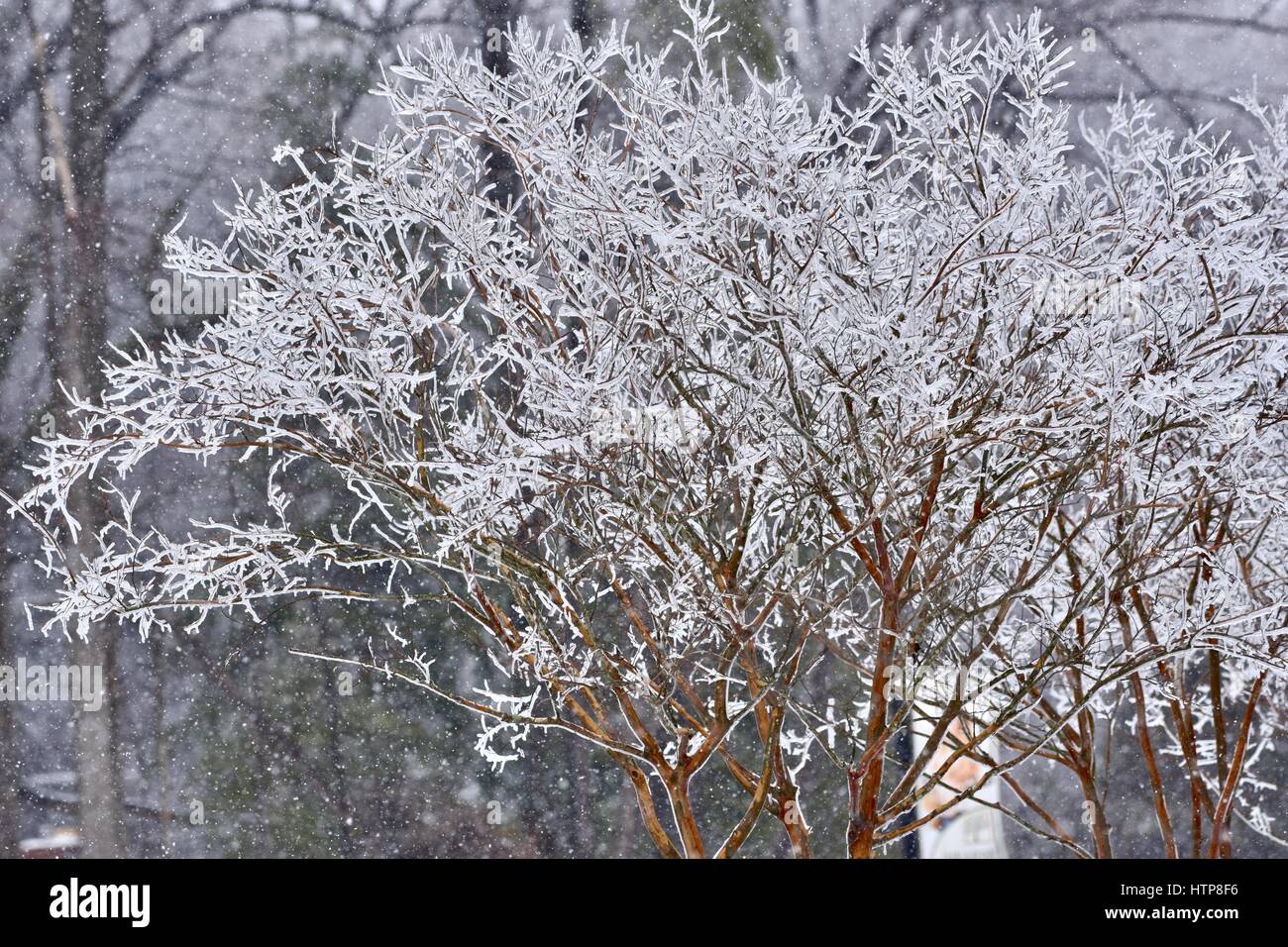 Maryland, USA - March 14, 2017: Winter storm Stella pushes through the ...