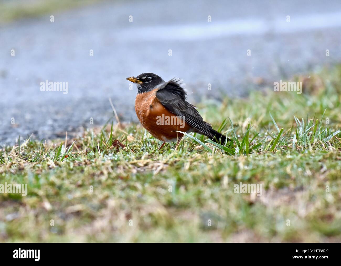 Annapolis, MD, USA - March 14, 2017: An American robin (Turdus ...