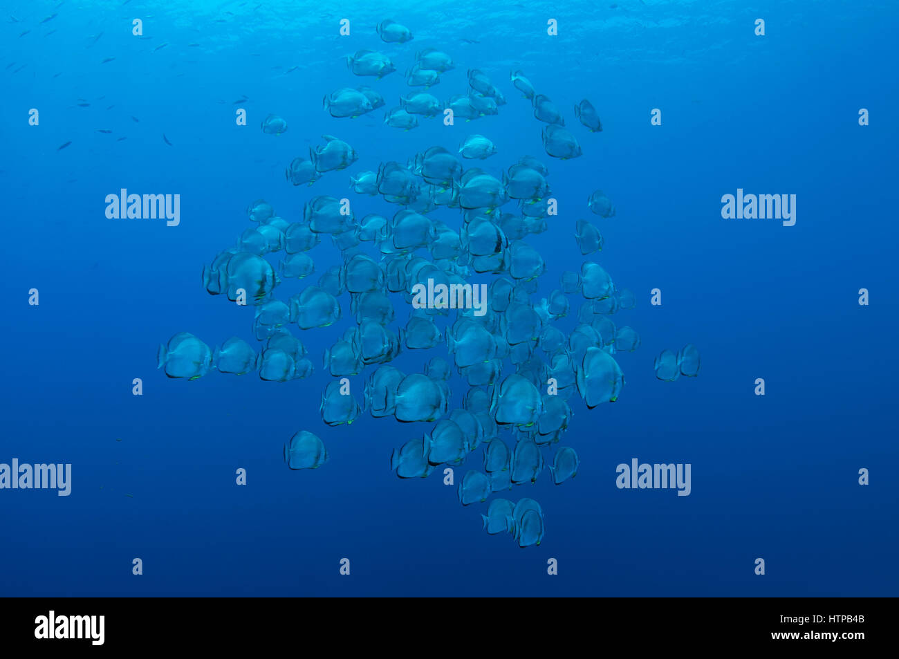 school of fish Orbicular batfish, circular batfish, orbiculate batfish ...