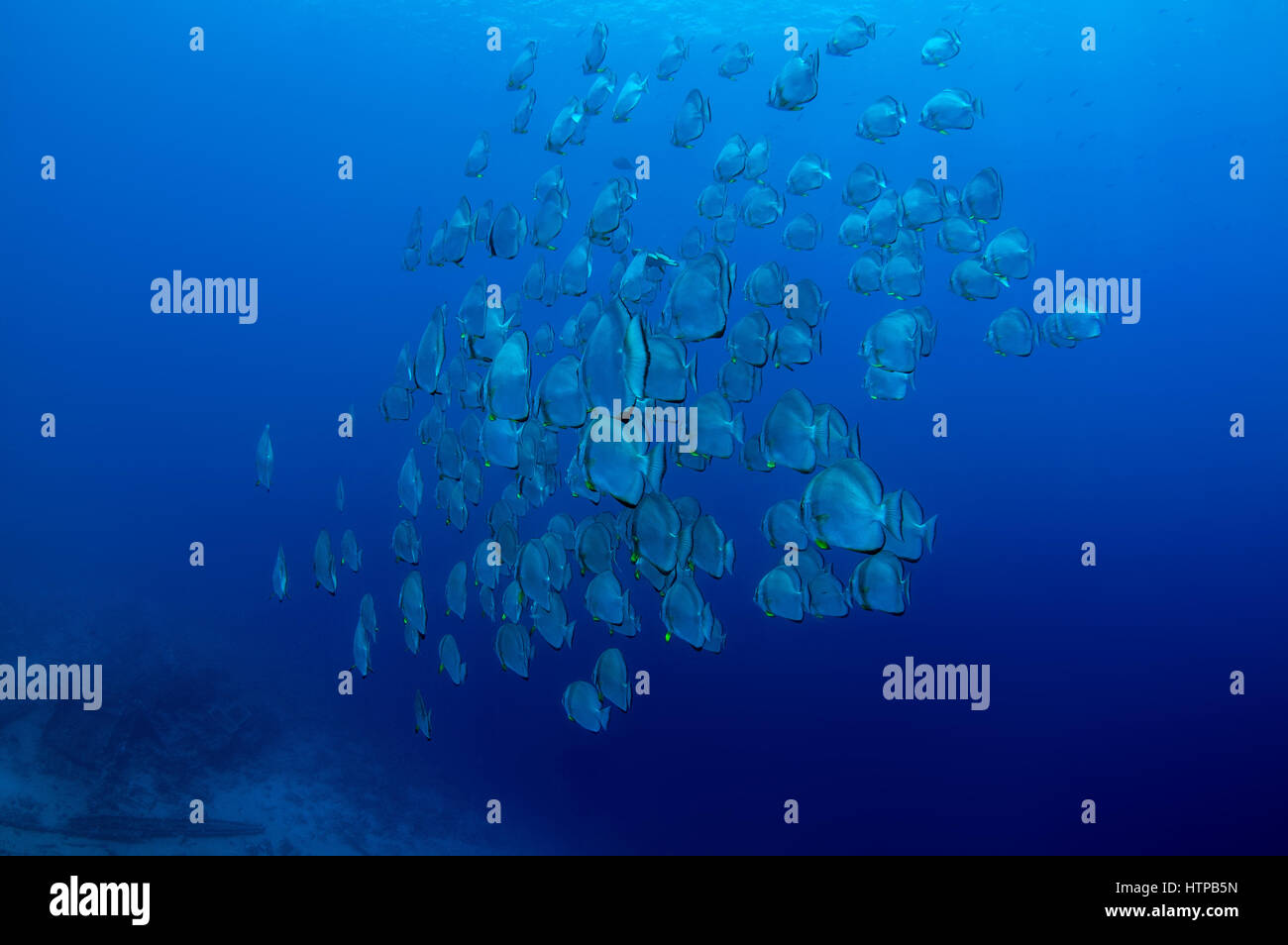 school of fish Orbicular batfish, circular batfish, orbiculate batfish ...