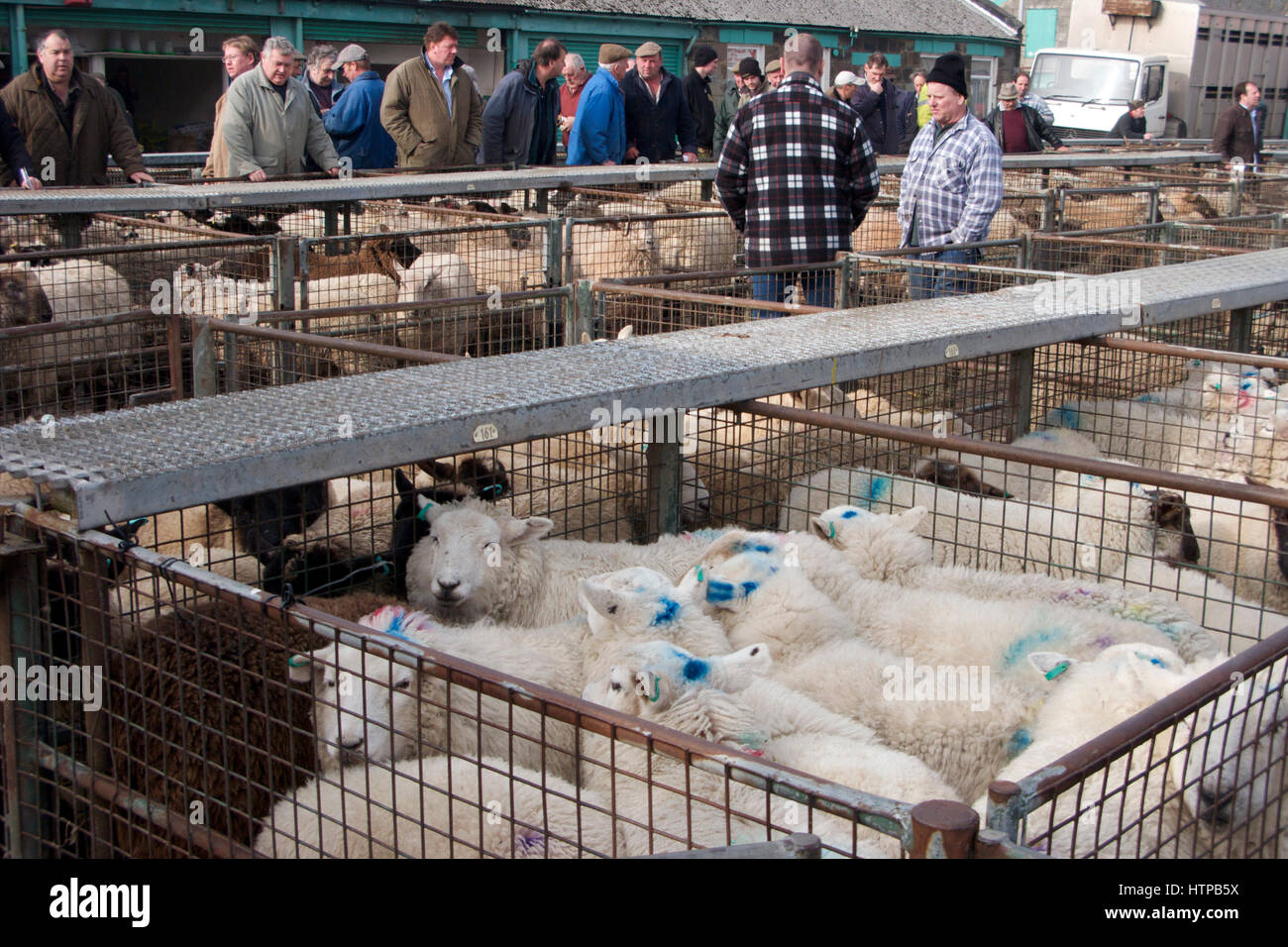 Buying sheep hi-res stock photography and images - Alamy
