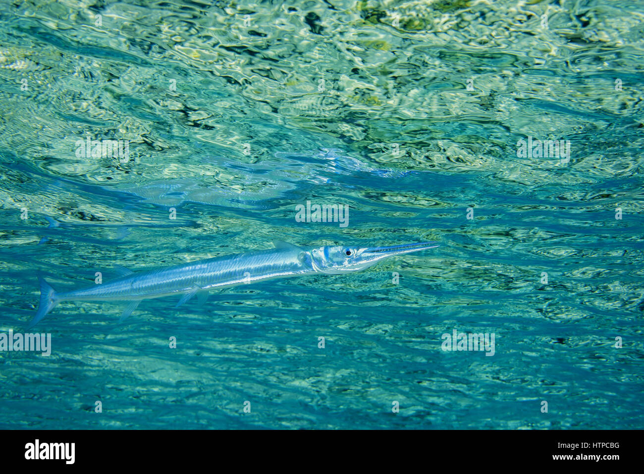 Red Sea houndfish, Gar fish or Needle fish (Tylosurus choram) swims ...