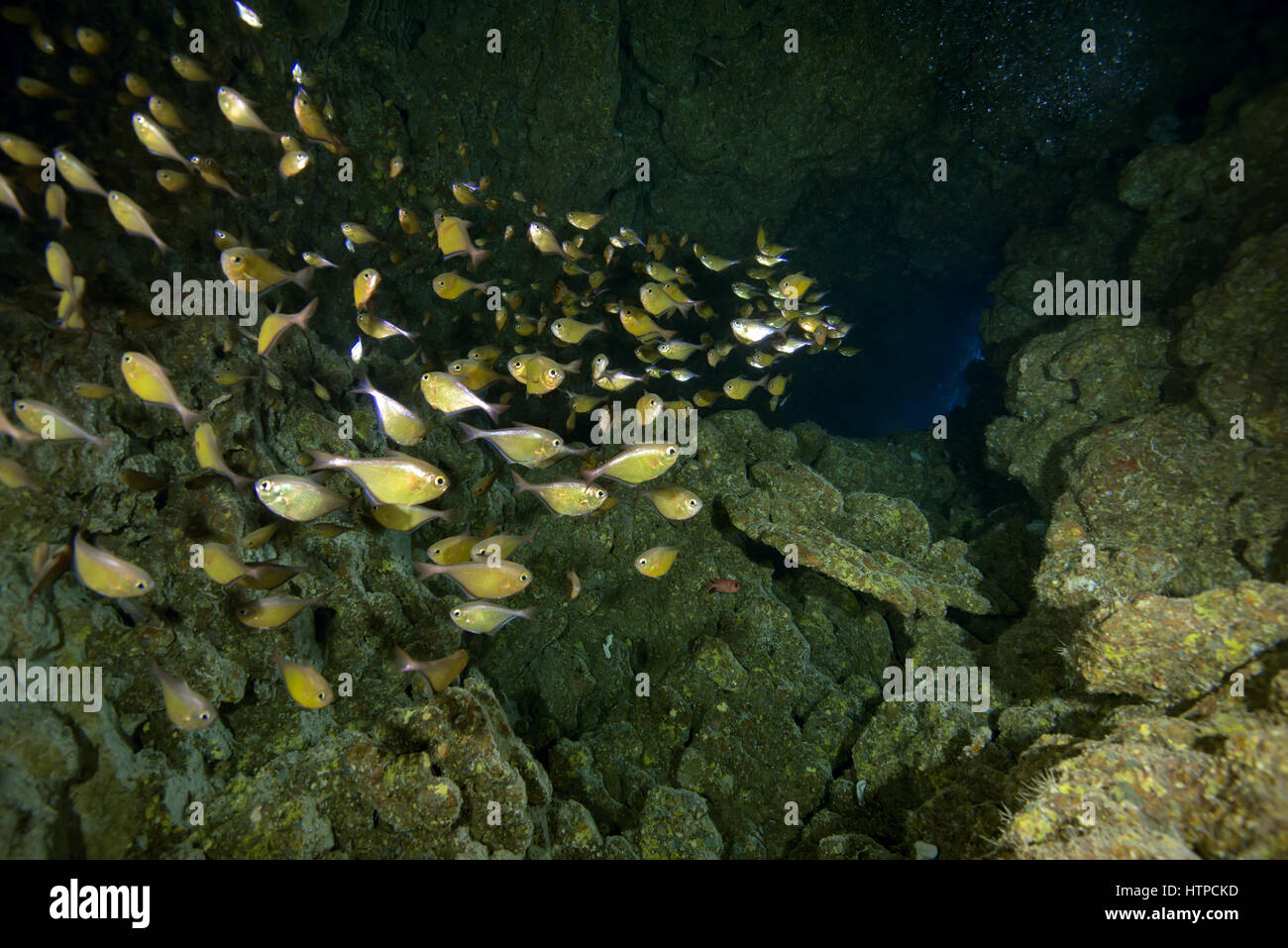 School of fish Pempherid, Glassy Sweepers or Copper sweeper (Pempheris ...